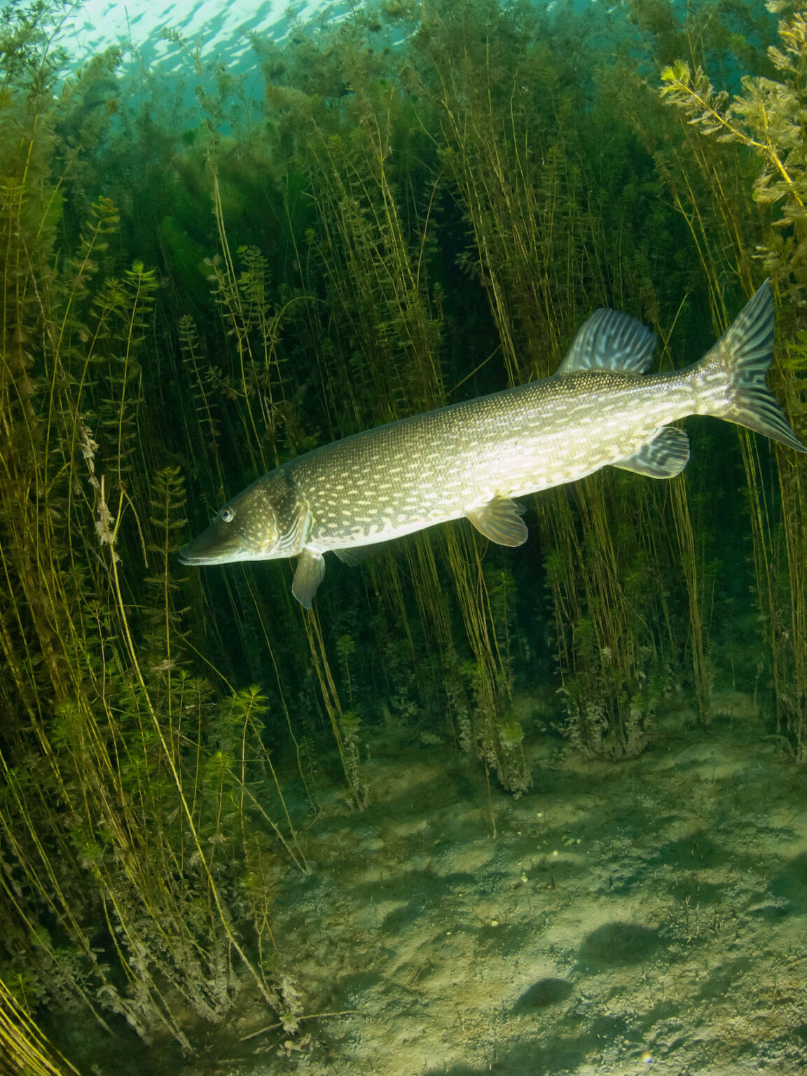 Was macht der Hecht im Winter? - Tauchschule Scubamarine aus Ulm