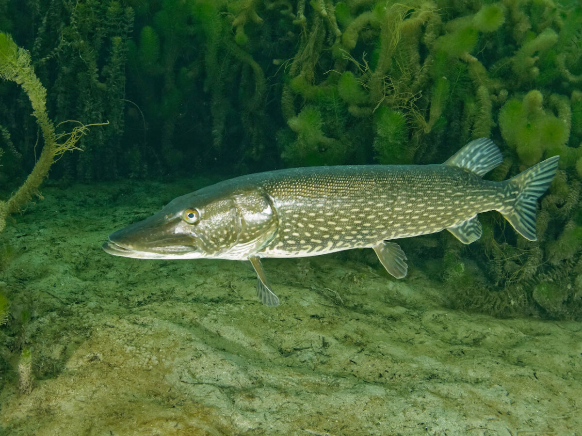 Was macht der Hecht im Winter? - Tauchschule Scubamarine aus Ulm